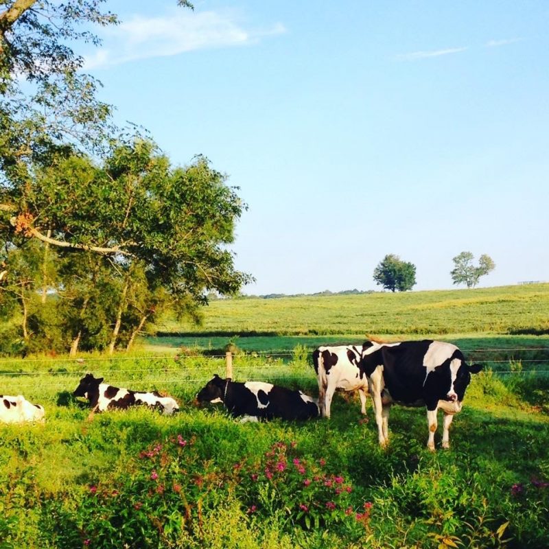 Our Farmers - Lioni Latticini, Inc